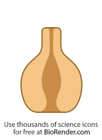 Free Type 4 secretion system (D4) Icons, Symbols & Images | BioRender