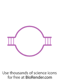Free RNA (interior loop, large) Icons, Symbols & Images | BioRender