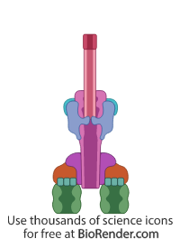 Free Type 4 secretion system Icons, Symbols & Images | BioRender