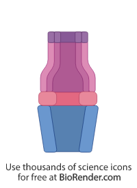 Free Type 6 secretion system ( membrane complex and baseplate) Icons ...