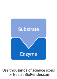 Free Enzymes Icons, Symbols & Images | BioRender