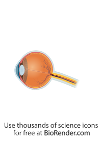 Free Eye (sagittal, optic nerve) Icons, Symbols & Images | BioRender