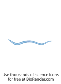 Free C. Elegans (dauer) Icons, Symbols & Images | BioRender