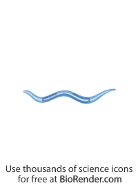 Free Worms Icons, Symbols & Images | BioRender