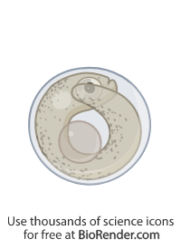 Free Killifish embryo (diapause III) Icons, Symbols & Images | BioRender
