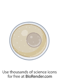 Free Killifish embryo (diapause I) Icons, Symbols & Images | BioRender