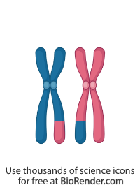 Free Chromosomes (simple, recombinant) Icons, Symbols & Images | BioRender