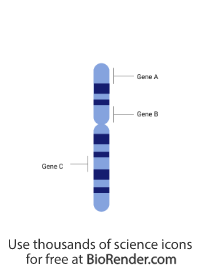 Free Chromosome (schematic, with bands, labelled) Icons, Symbols ...