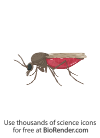 Free Biting midge (Culicoides sonorensis) Icons, Symbols & Images ...