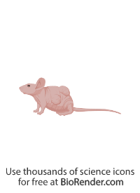 Free Mouse (hairless, with tumors) Icons, Symbols & Images | BioRender