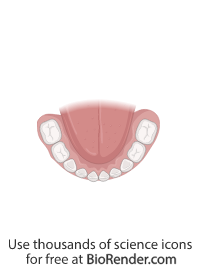 Free Dentition (primary, lower) Icons, Symbols & Images | BioRender