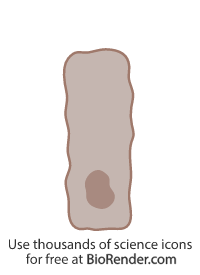 Free Pseudostratified epithelial cell 1 (damaged) Icons, Symbols ...