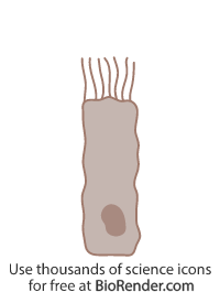 Free Ciliated epithelial cell 1 (damaged) Icons, Symbols & Images ...