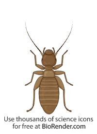 Free Booklice (Liposcelis bostrychophila) Icons, Symbols & Images ...