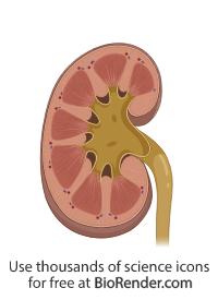Free Kidney (cross-section 2) Icons, Symbols & Images | BioRender