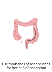 Free Large intestine (sigmoidoscopy) Icons, Symbols & Images | BioRender