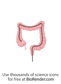 Free Large intestine (colonoscopy) Icons, Symbols & Images | BioRender