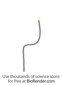 Free Endoscope (sigmoidoscopy) Icons, Symbols & Images | BioRender