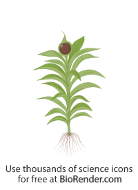 Free Physcomitrella patens (moss) Icons, Symbols & Images | BioRender