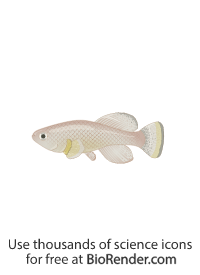 Free Killifish (Nothobranchius furzeri) Icons, Symbols & Images | BioRender