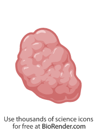 Free Tonsil Icons, Symbols & Images | BioRender