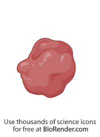 Free Tissue sample 2 Icons, Symbols & Images | BioRender