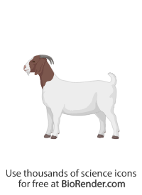 Free Goat (Boer) Icons, Symbols & Images | BioRender