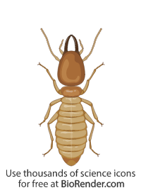 Free Formosan termite (Coptotermes formosanus) Icons, Symbols & Images ...