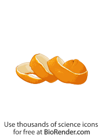 Free Orange (peel) Icons, Symbols & Images | BioRender