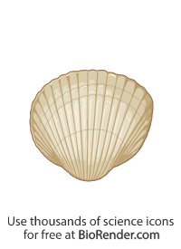Free Common cockle (Cerastoderma edule) Icons, Symbols & Images | BioRender