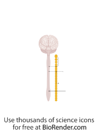 Free Sympathetic nervous system schematic 2 Icons, Symbols & Images ...
