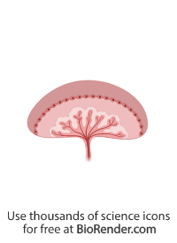 Free Mouse placenta Icons, Symbols & Images | BioRender