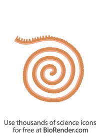 Free Swiss roll intestine (colon) Icons, Symbols & Images | BioRender
