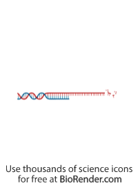 Free DNA overhang with damage Icons, Symbols & Images | BioRender