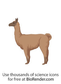 Free LLama Icons, Symbols & Images | BioRender