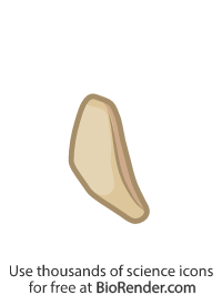 Free Mouse leg bone (patella) Icons, Symbols & Images | BioRender