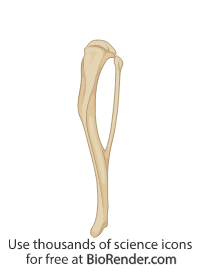 Free Mouse tibia and fibula (medial) Icons, Symbols & Images | BioRender