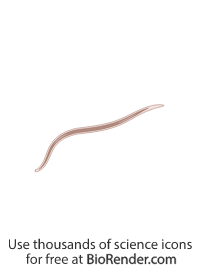 Free Root-knot nematode (adult male) Icons, Symbols & Images | BioRender