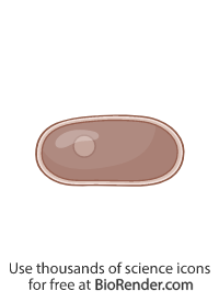 Free Root-knot nematode (egg 1) Icons, Symbols & Images | BioRender