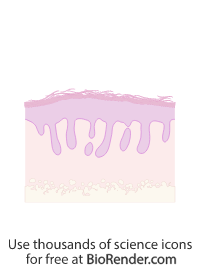 Free Skin Epithelia Icons, Symbols & Images | BioRender