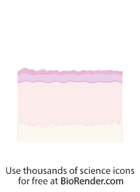 Free Skin Epithelia Icons, Symbols & Images | BioRender