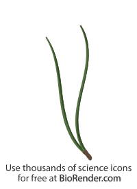 Free Leaf (pine needle) Icons, Symbols & Images | BioRender