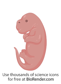 Free Marsupial embryo Icons, Symbols & Images | BioRender