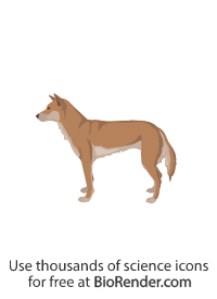 Free Dog (New guinea singing dog) Icons, Symbols & Images | BioRender