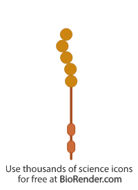 Free Stem cell factor receptor (c-KIT) Icons, Symbols & Images | BioRender