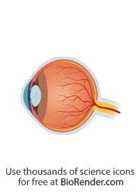 Free Eye (retinopathy, normal) Icons, Symbols & Images | BioRender