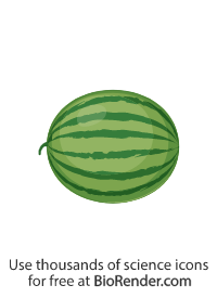 Free Watermelon Icons, Symbols & Images | BioRender