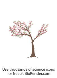 Free Tree (flowering) Icons, Symbols & Images | BioRender