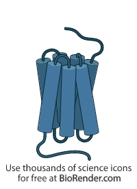 Free GPCR (folded) 2 Icons, Symbols & Images | BioRender