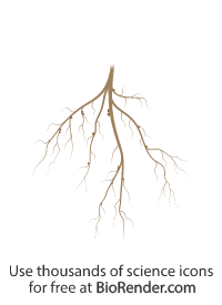 Free Roots (with nodules 1) Icons, Symbols & Images | BioRender